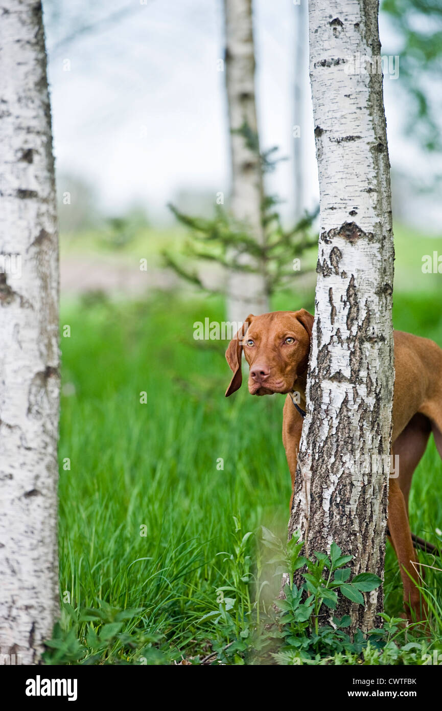 Dog trunk hi-res stock photography and images - Alamy