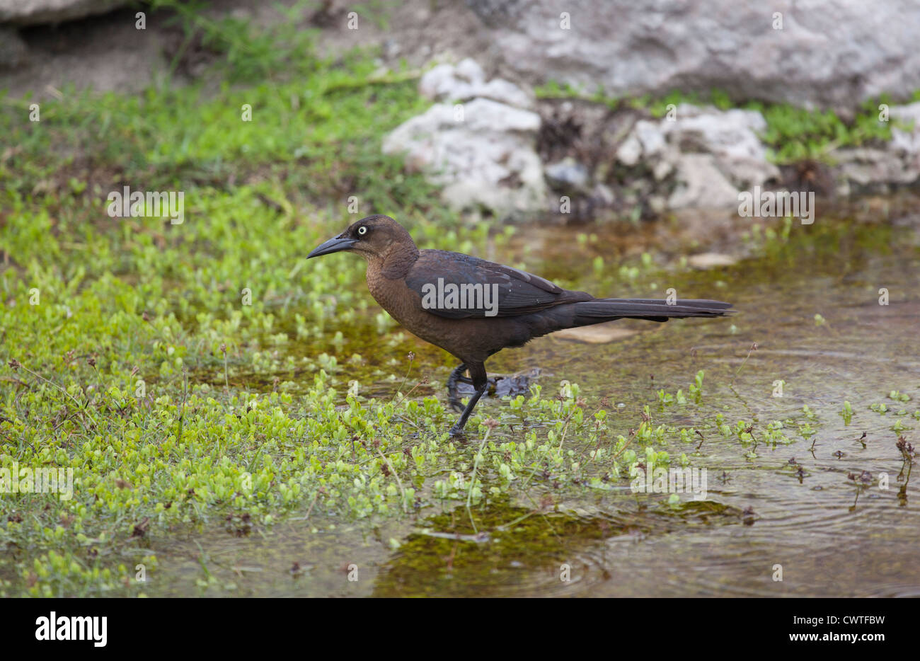 Female Great-tailed grackle at Ruinas del Rey, Cancun, Mexico Stock ...