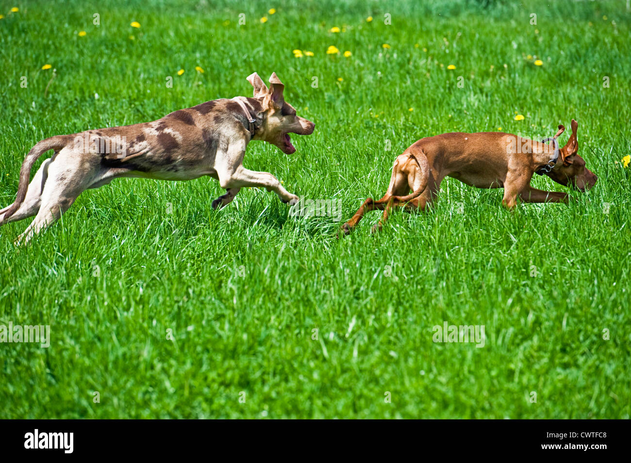 Two dogs running garden hi-res stock photography and images - Alamy