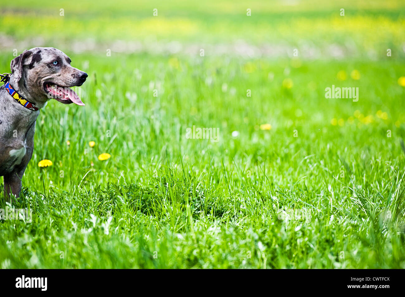 Natural panting hi-res stock photography and images - Alamy