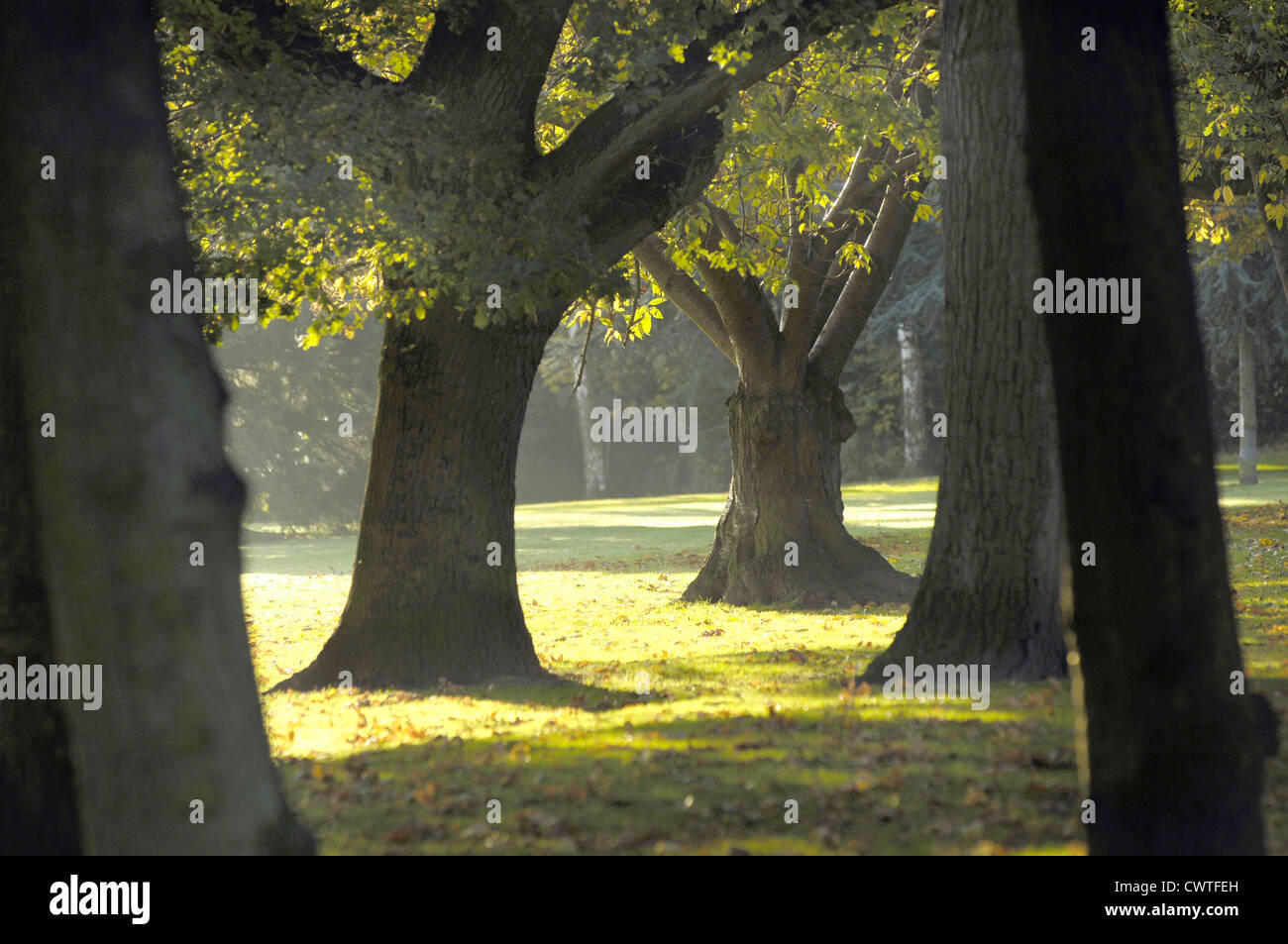 Trees in a park Stock Photo - Alamy