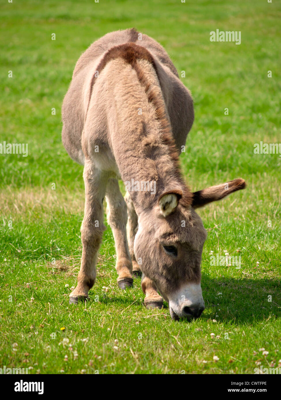 Donkey cross hi-res stock photography and images - Alamy