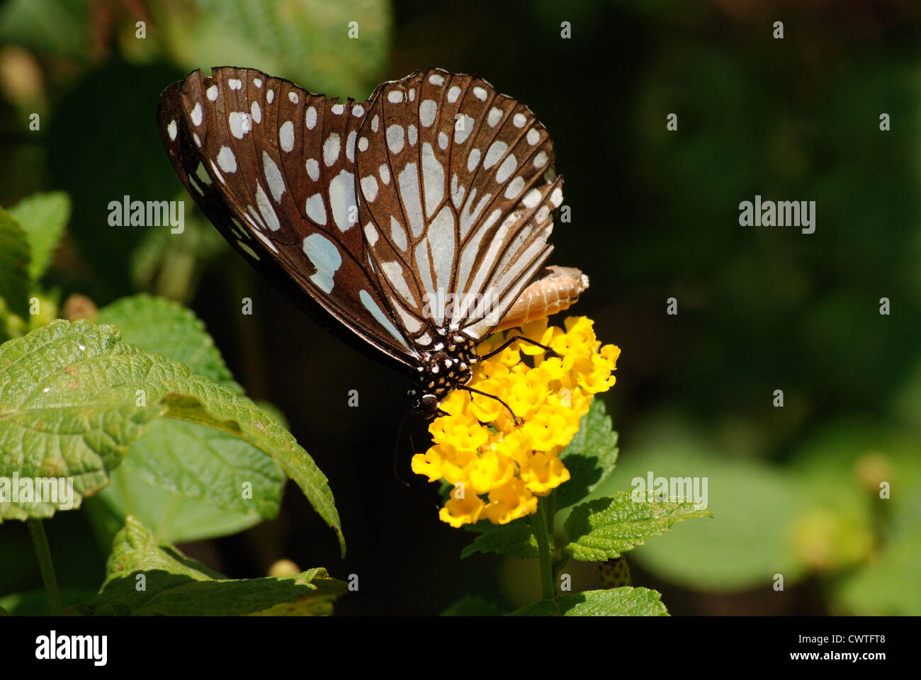 butterfly sucking honey from a flower Stock Photo - Alamy