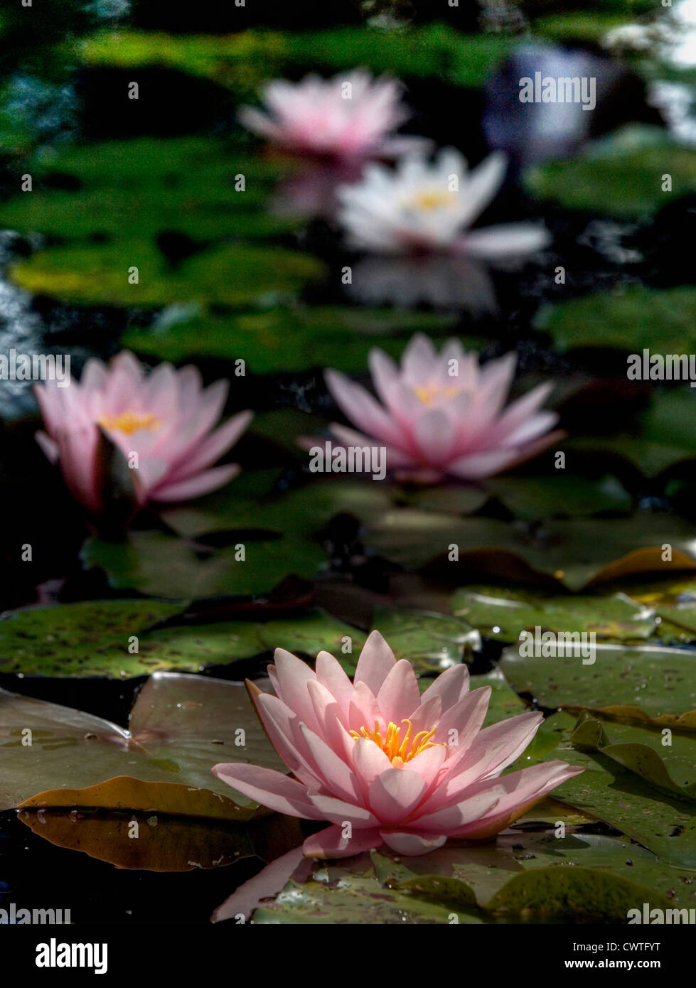 Water lilies floating in pond hi-res stock photography and images - Alamy