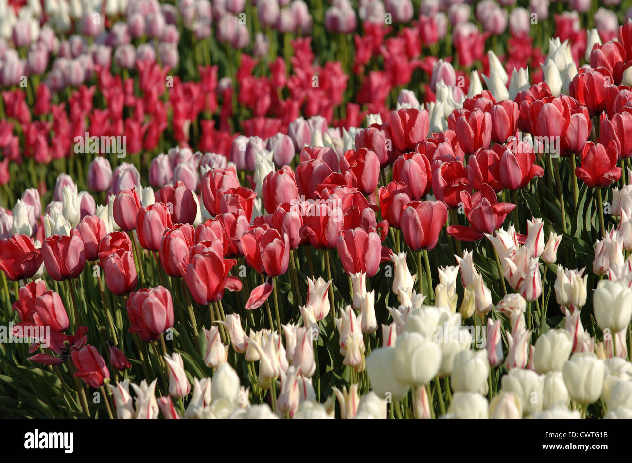 Tulips in garden Stock Photo - Alamy