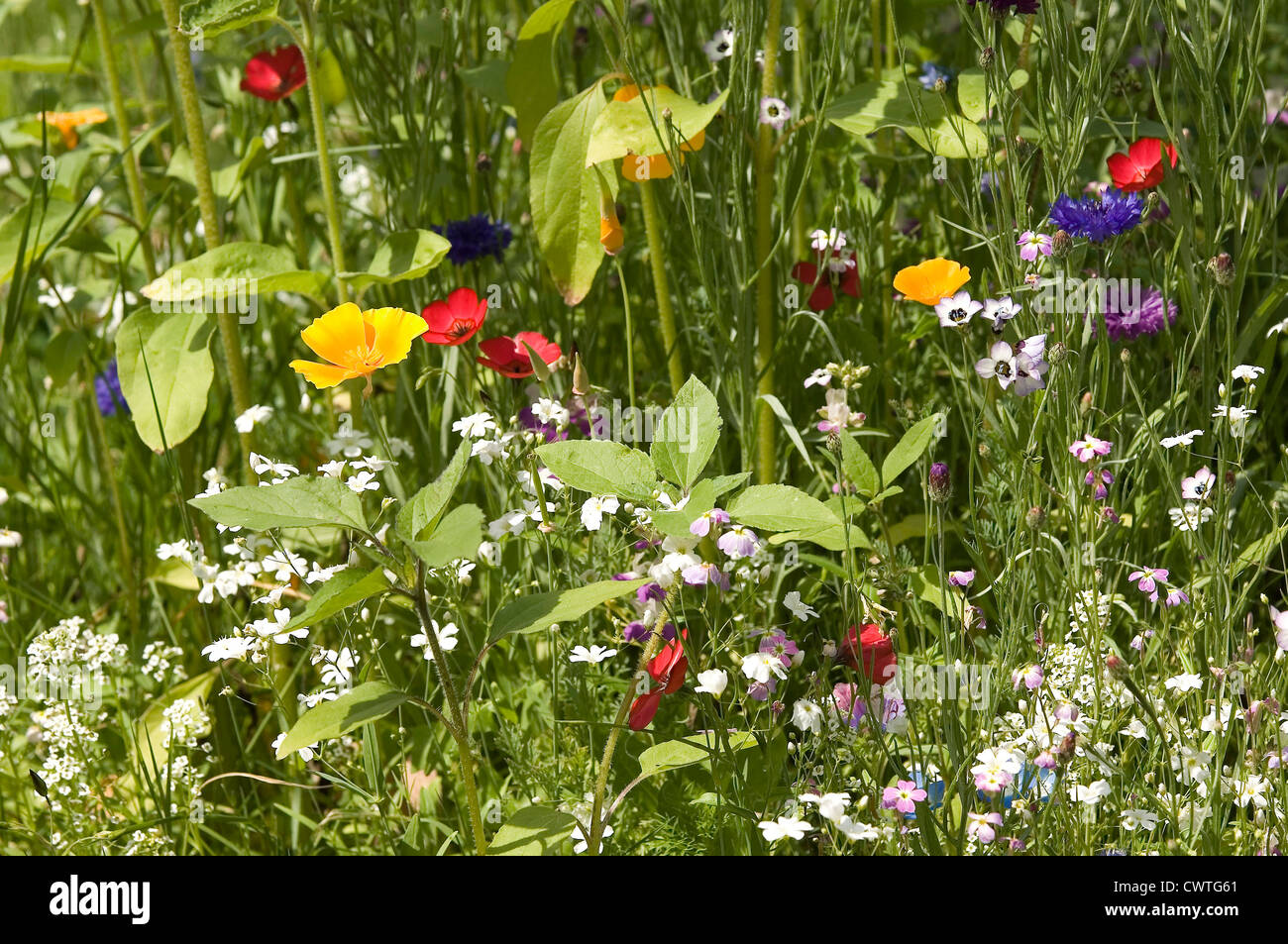 Flower meadow with many different blossoms Stock Photo - Alamy