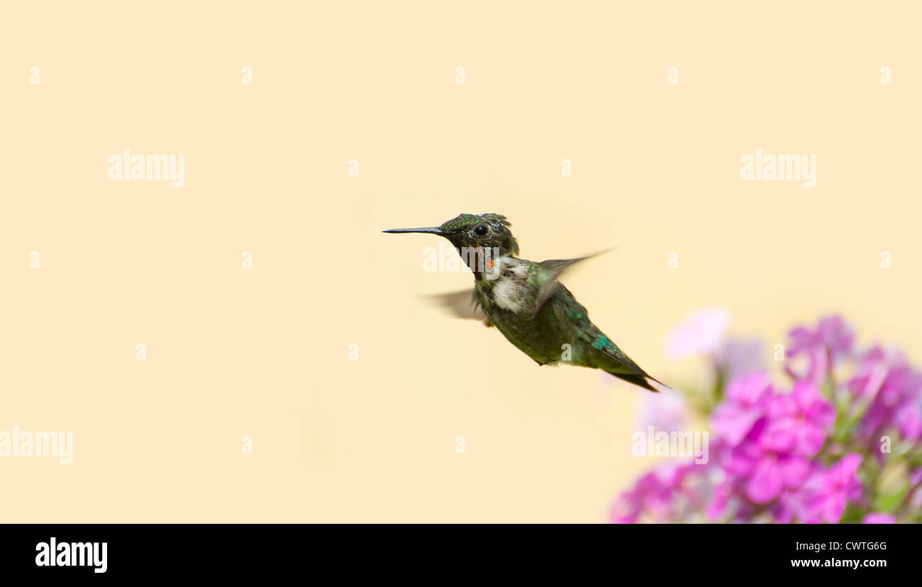 Molting male ruby throated hummingbird hi-res stock photography and ...