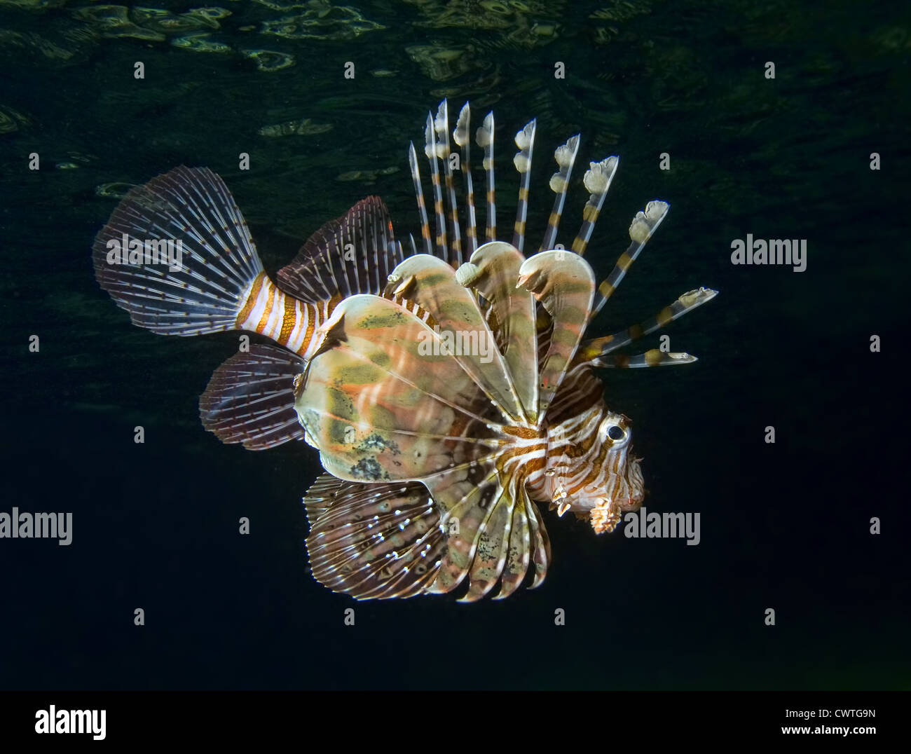 Common Lion Fish Or Scorpion Fish High Resolution Stock Photography and ...