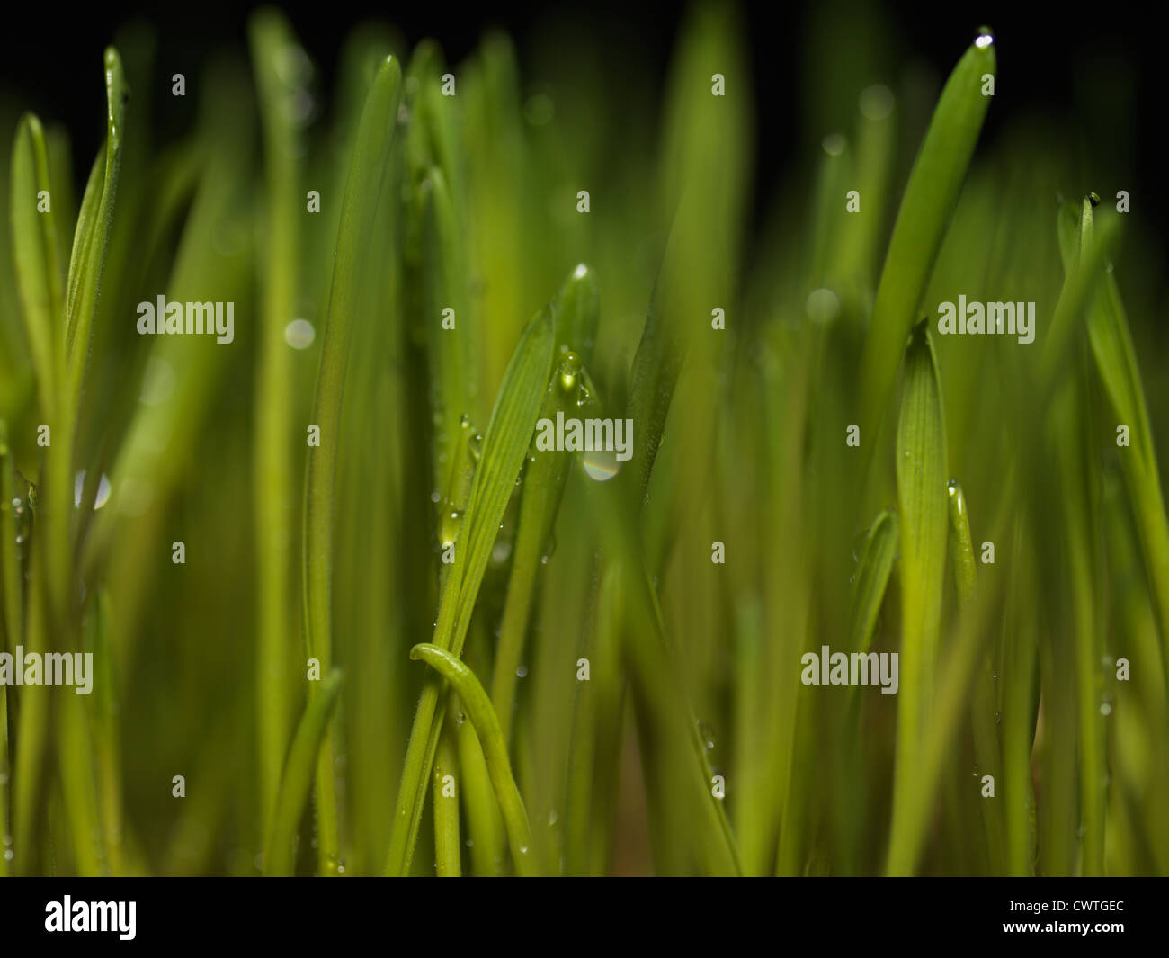 close up grass Stock Photo - Alamy