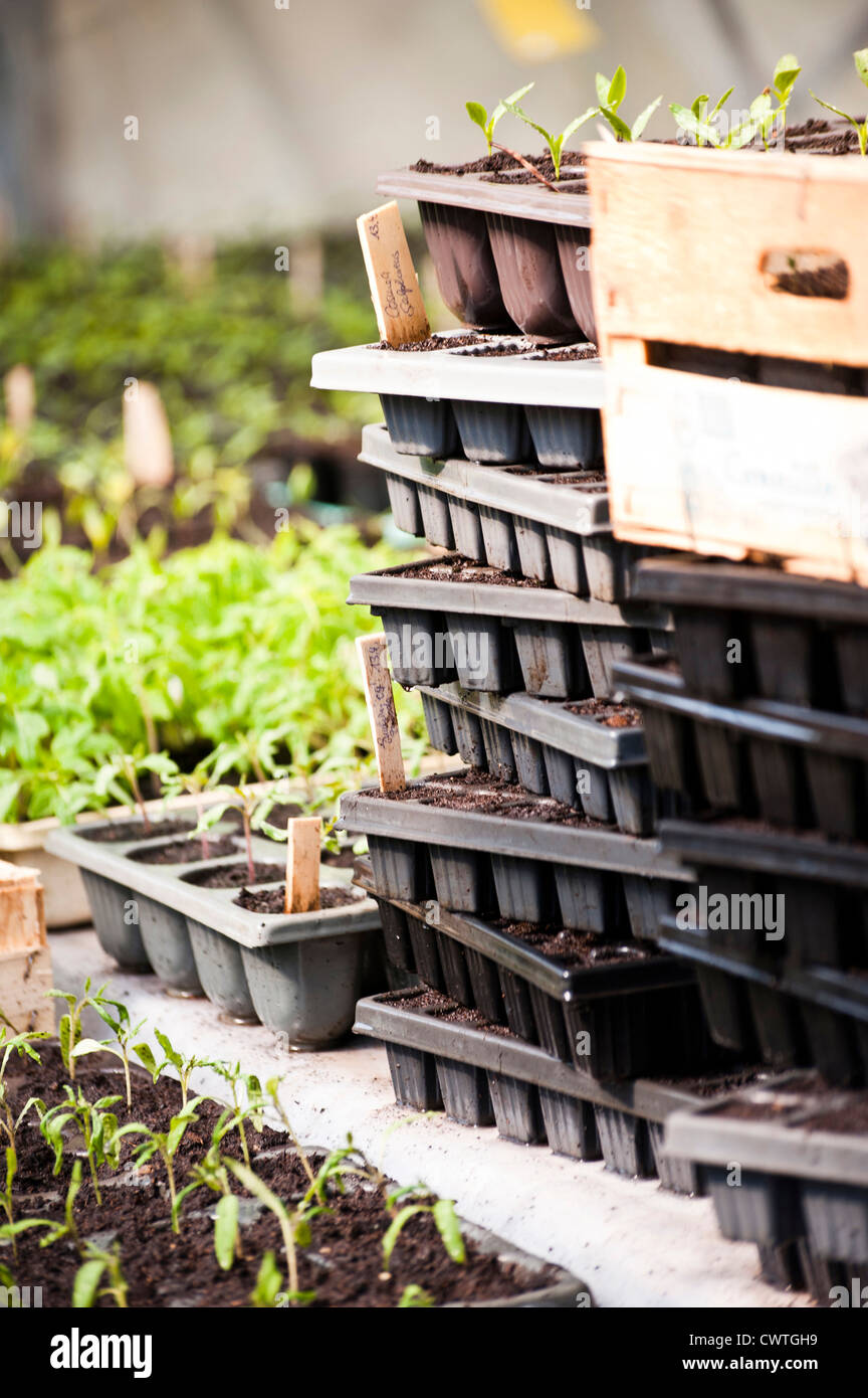 Stack of seed trays in garden Stock Photo - Alamy