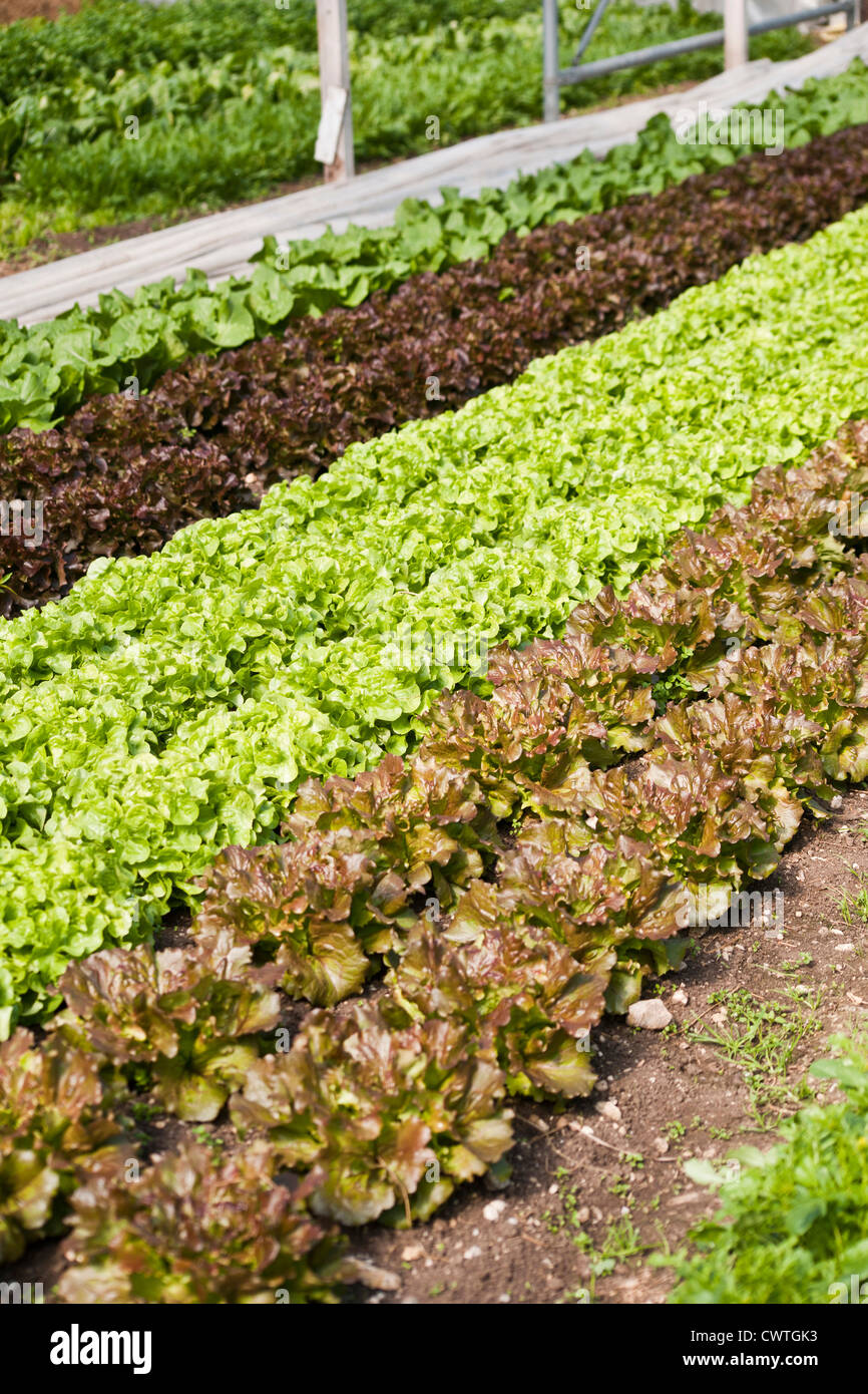 Rows of lettuce in field Stock Photo - Alamy