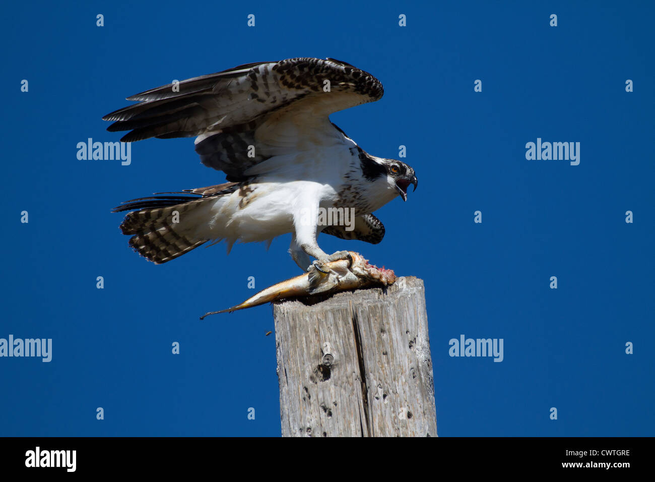 Juvenile osprey hi-res stock photography and images - Alamy