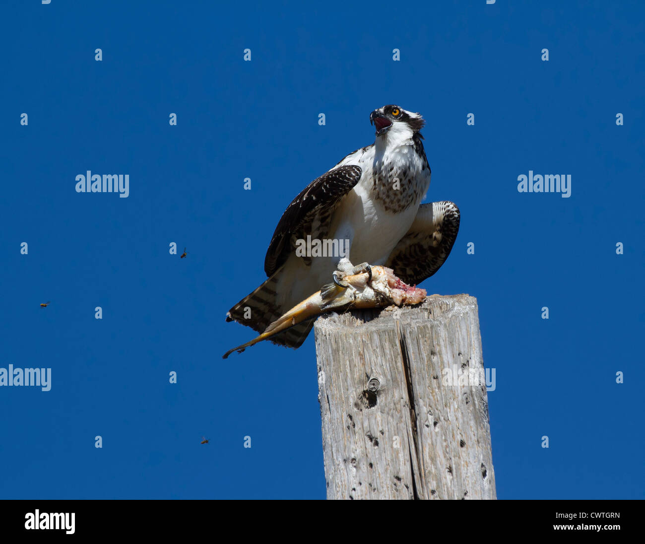 Juvenile osprey hi-res stock photography and images - Alamy