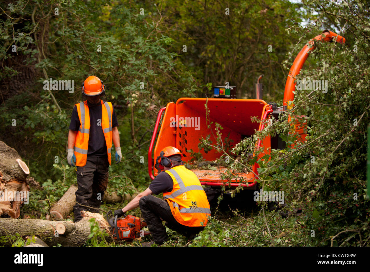 Two forestry workers cutting up a fallen oak after a storm Stock Photo ...