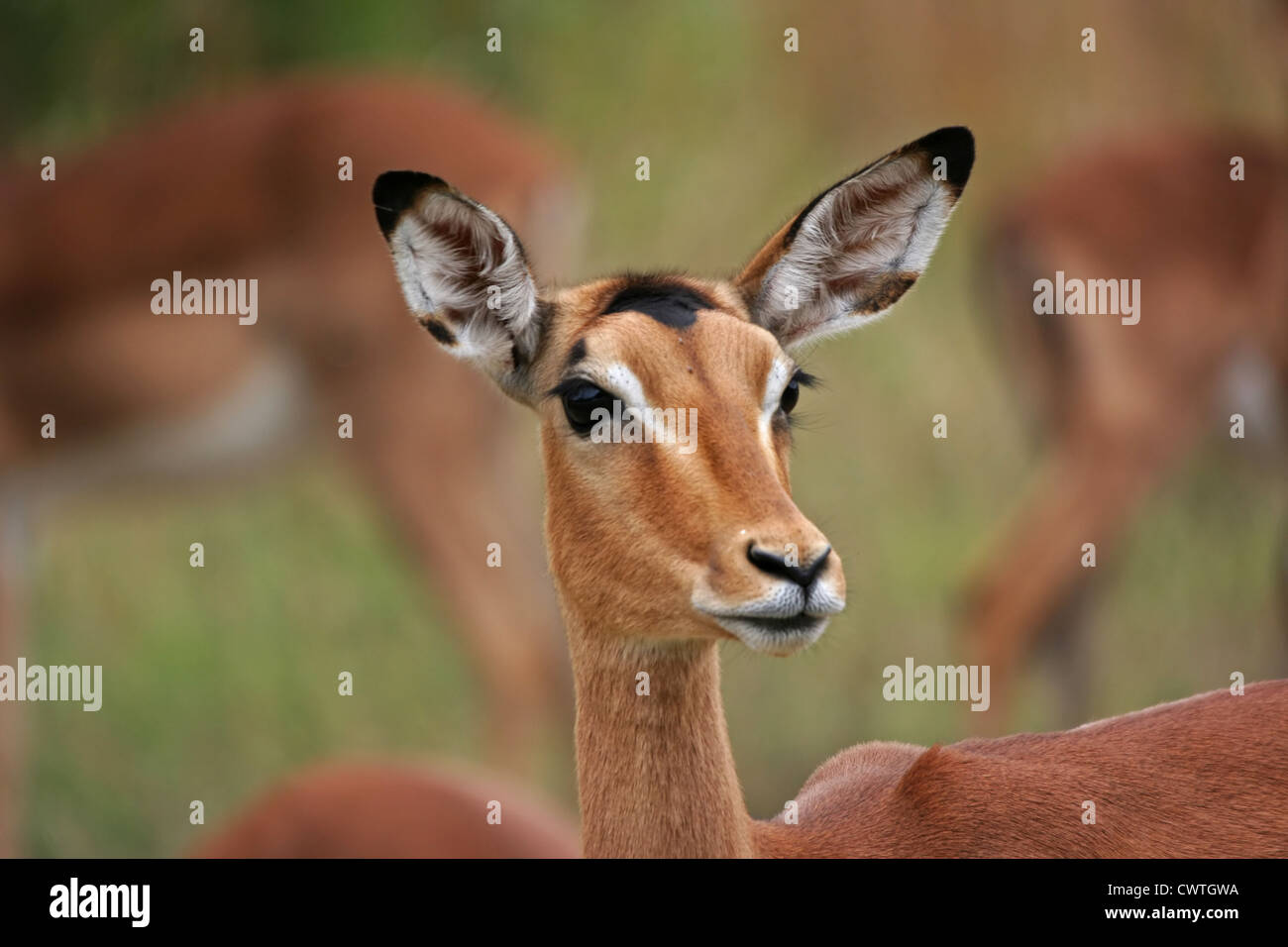 Impala gazelle hi-res stock photography and images - Alamy