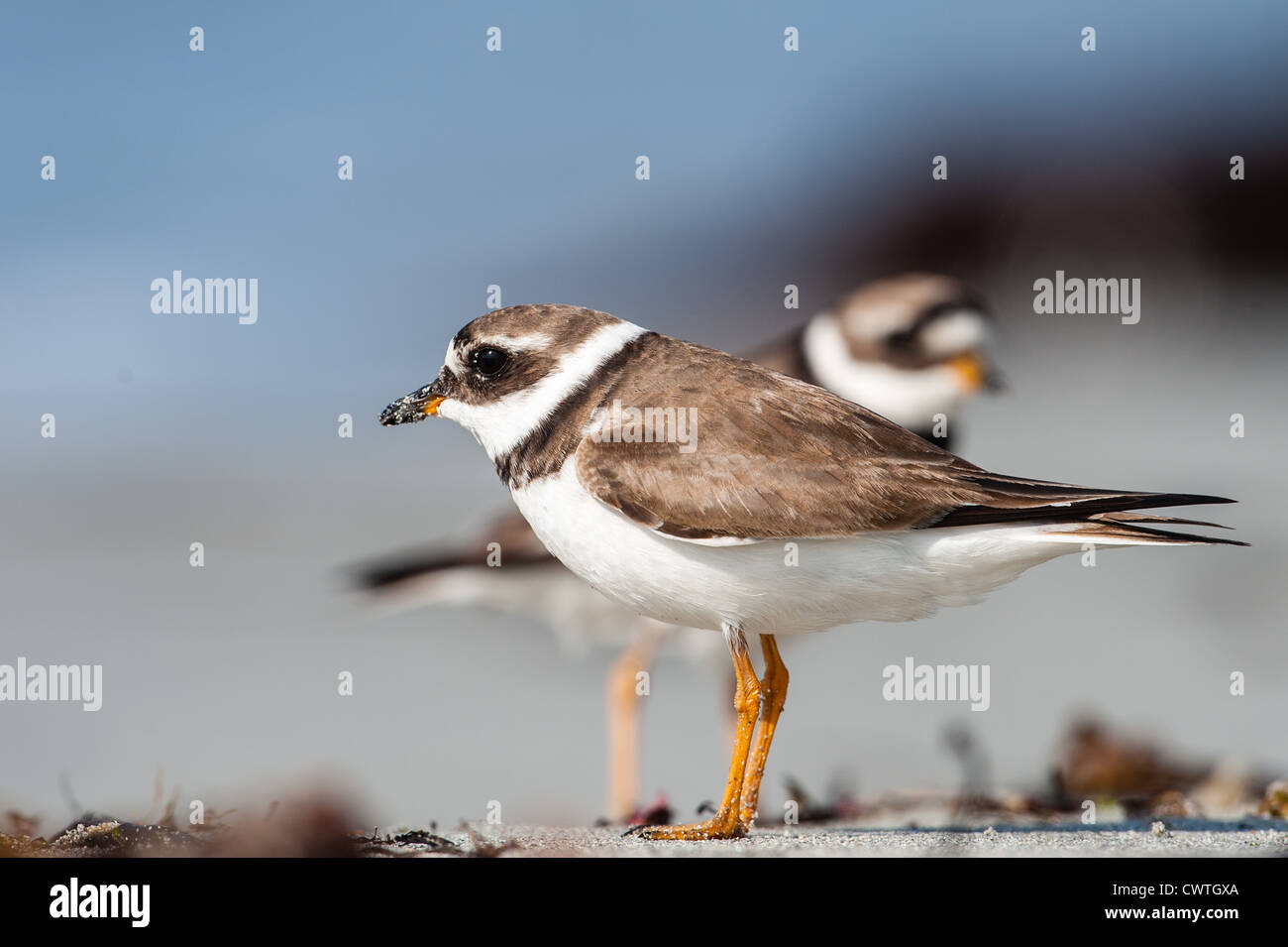 The Common Ringed Plover is a small plover. At Revtangen on Jaeren ...