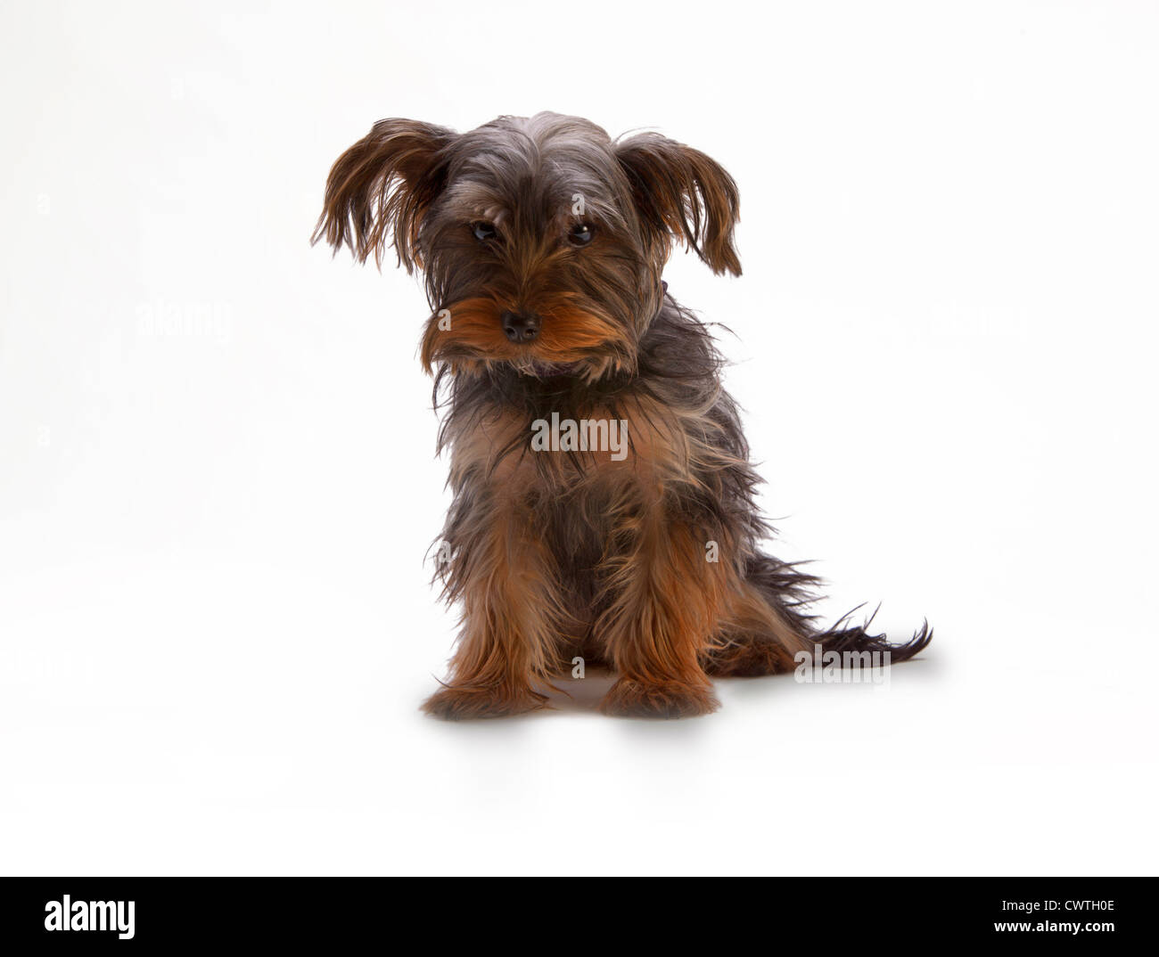 A very cute little yorkie posing for the camera Stock Photo - Alamy