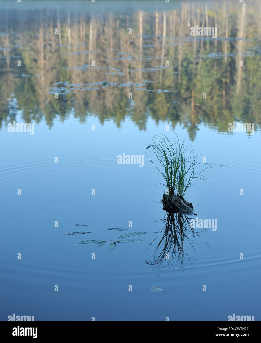 Landscape with lake and trees, a hummock in water Stock Photo - Alamy