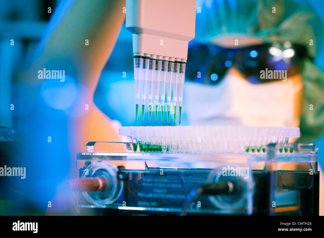 Girl in the microbiology laboratory takes samples multi pipette Stock ...