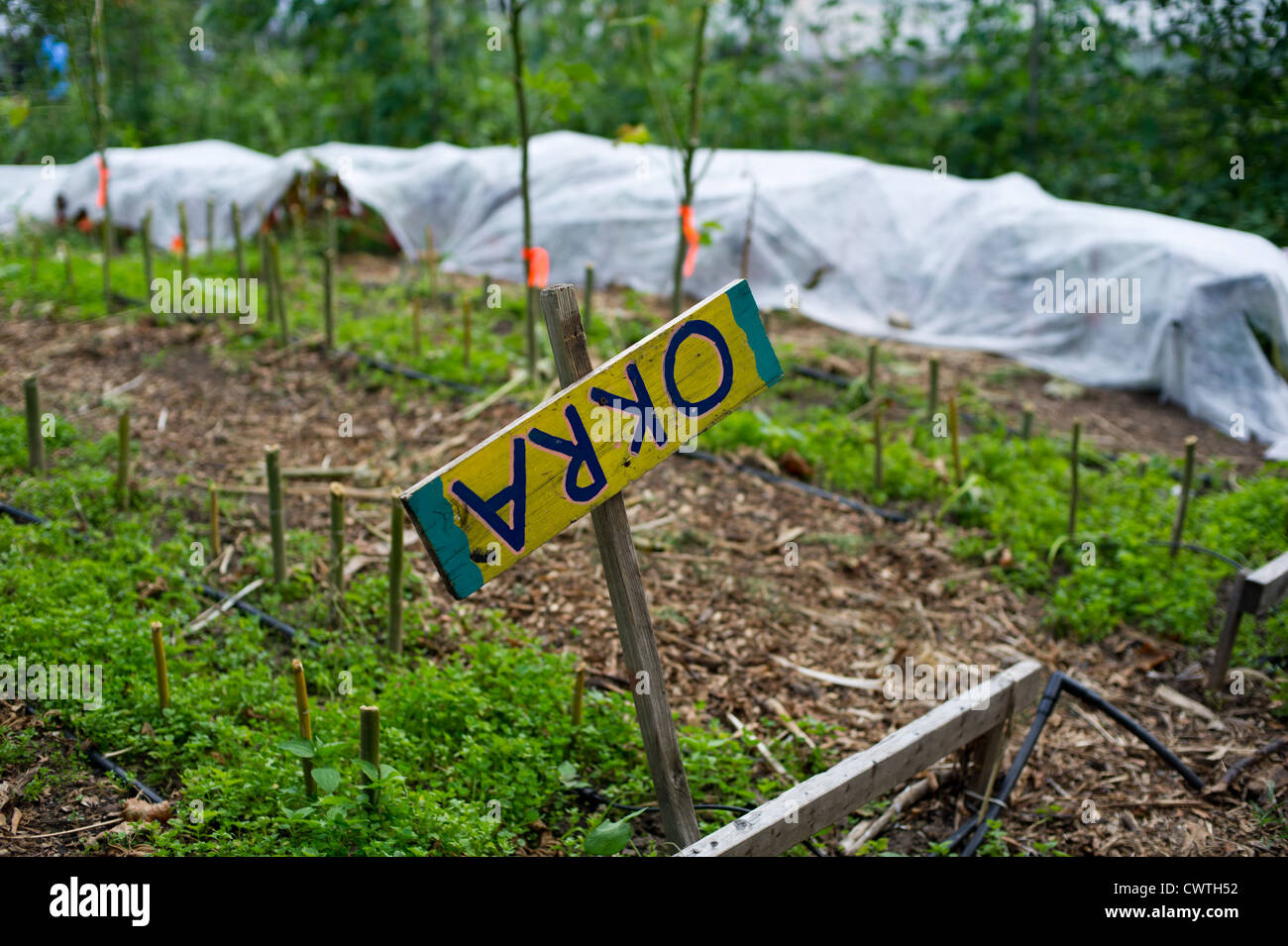 A sign for okra grown in a farm in East New York in Brooklyn in New ...