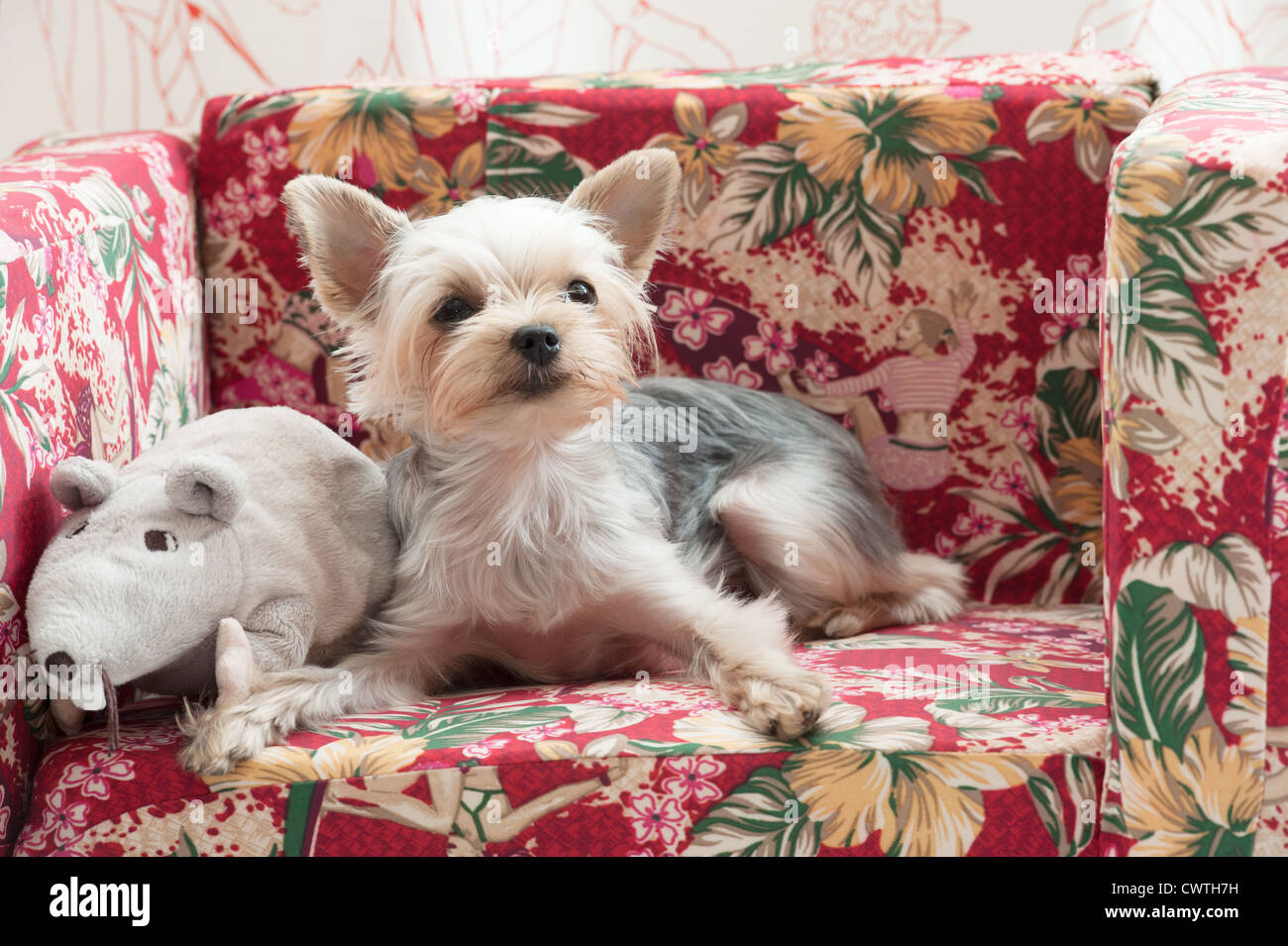 Small chair hi-res stock photography and images - Alamy