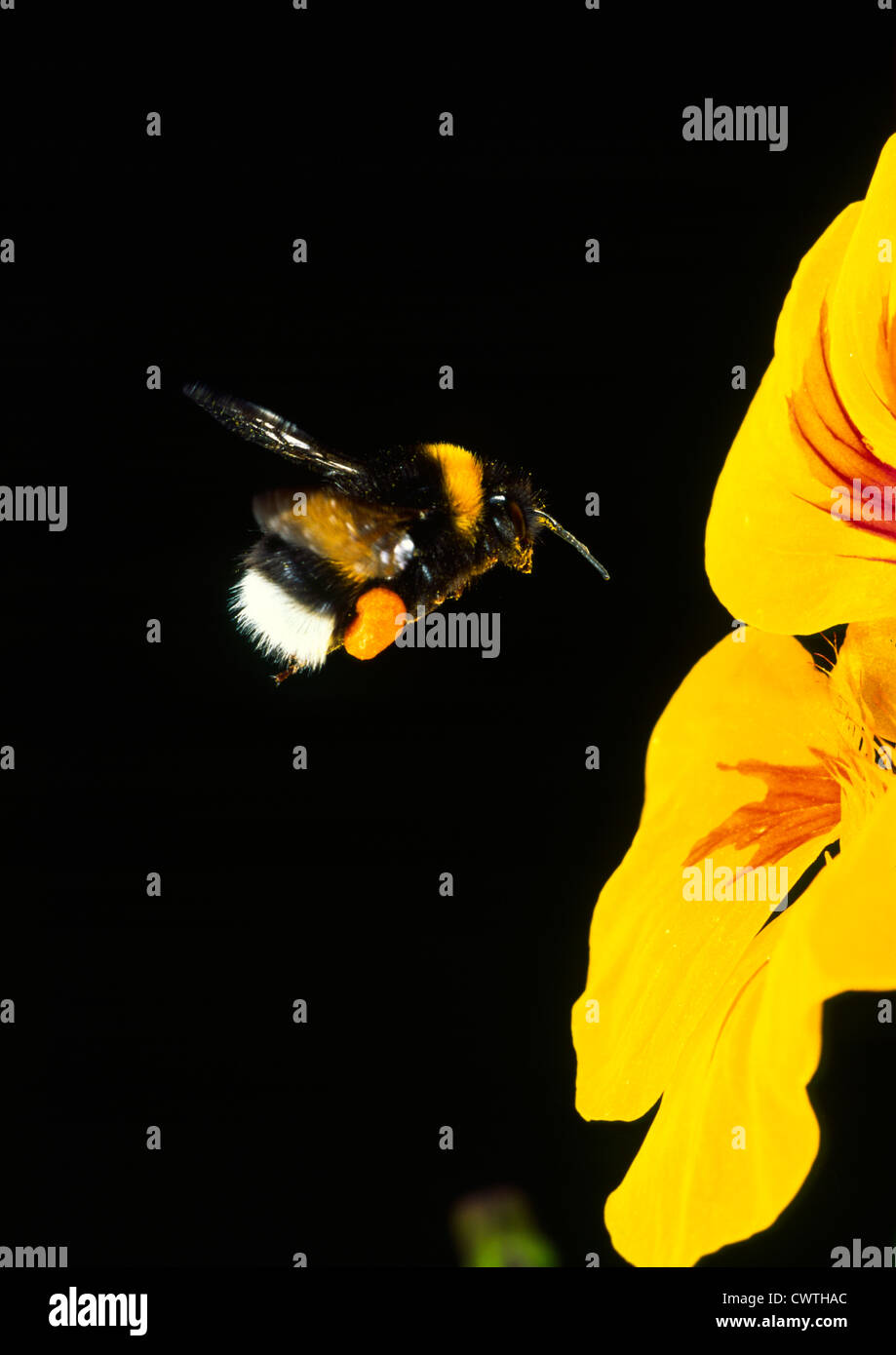 Bumblebee in flight isolated hi-res stock photography and images - Alamy