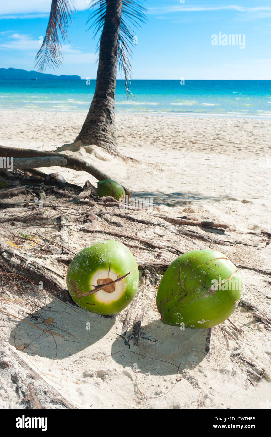 some coconuts on a tropical beach Stock Photo - Alamy