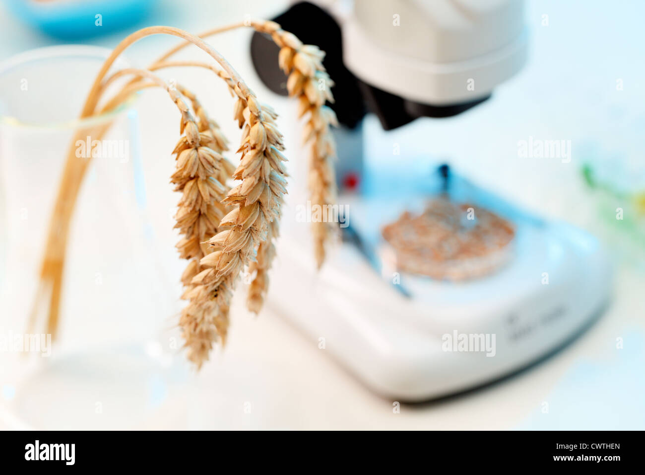 Control cereal wheat gmo molecules hi-res stock photography and images ...