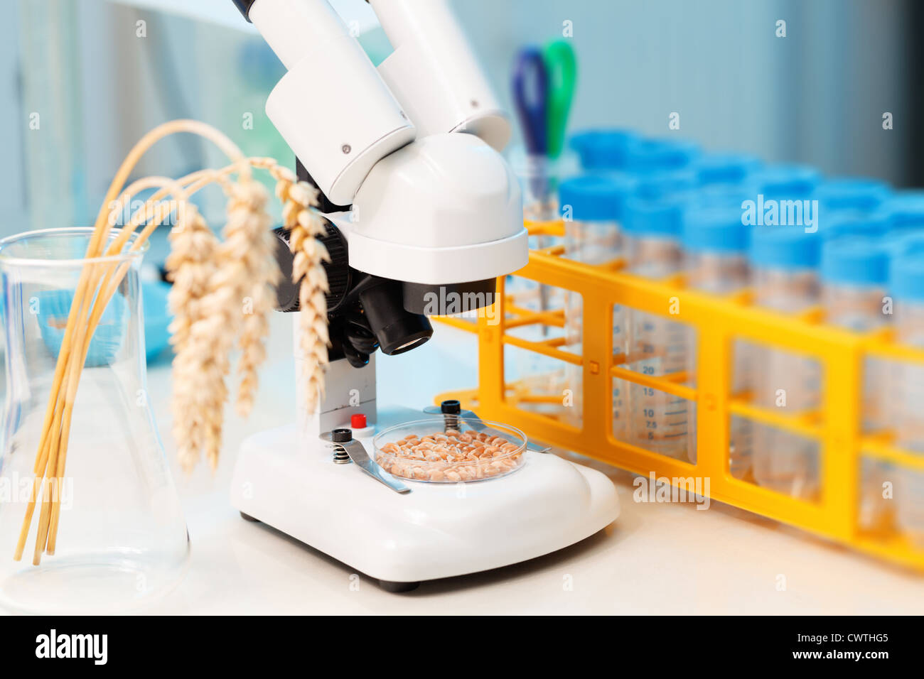 Control of cereal wheat GMO molecules, food control Stock Photo - Alamy