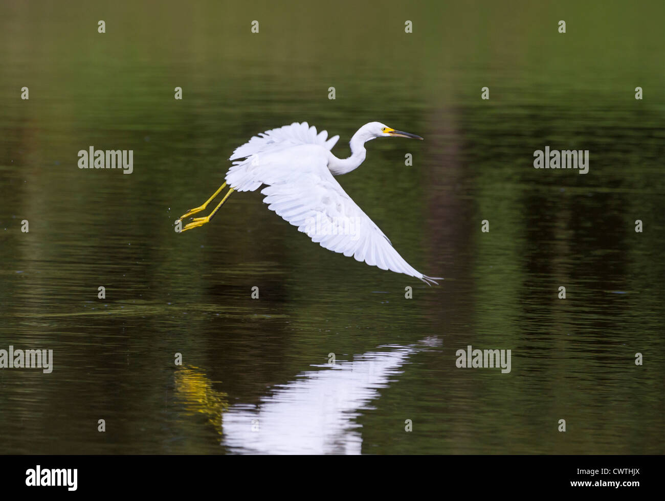 Snowy egret (Egretta thula) flying over a lake (South Carolina, USA ...