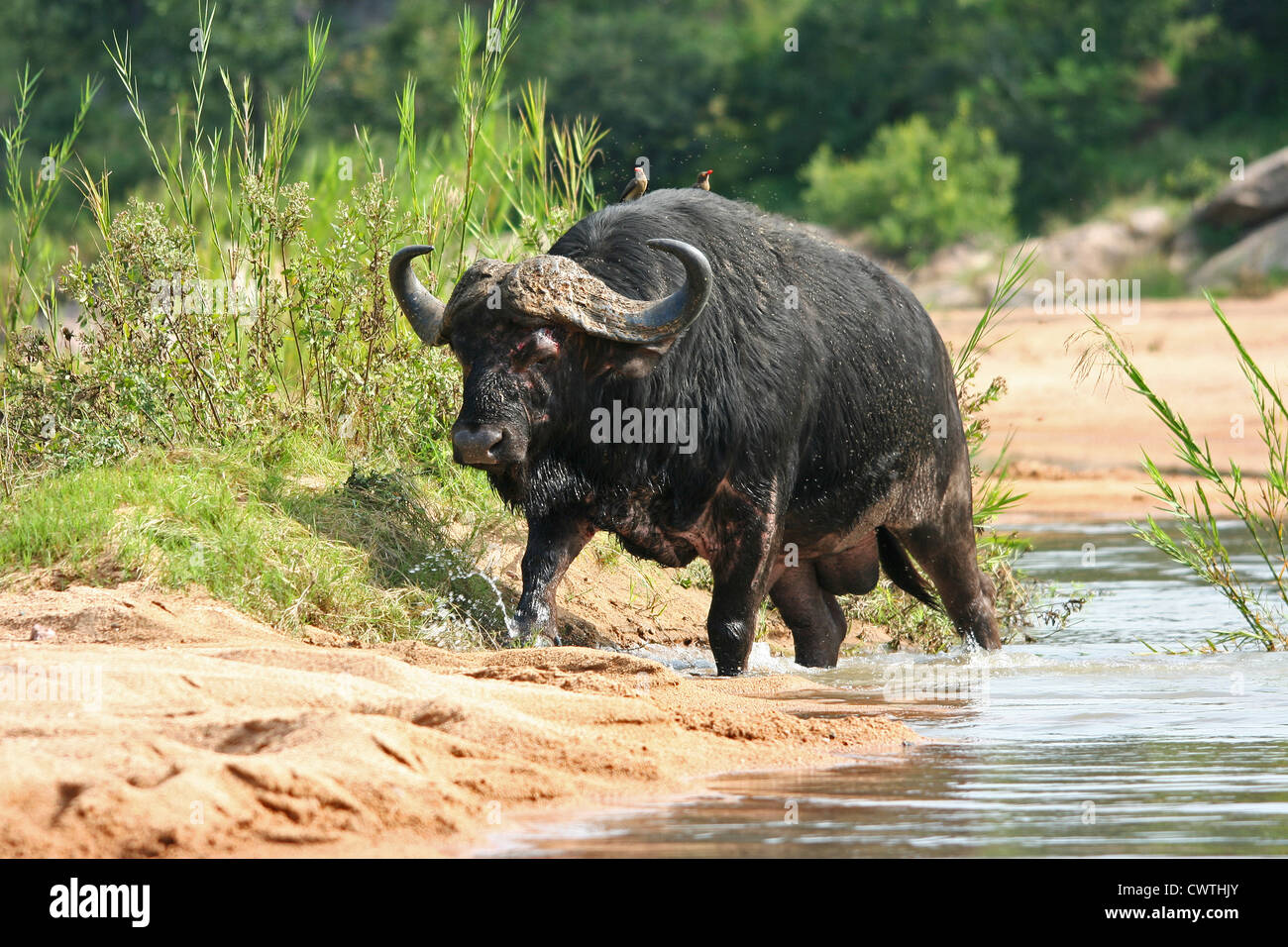 Buffel afrika hi-res stock photography and images - Alamy