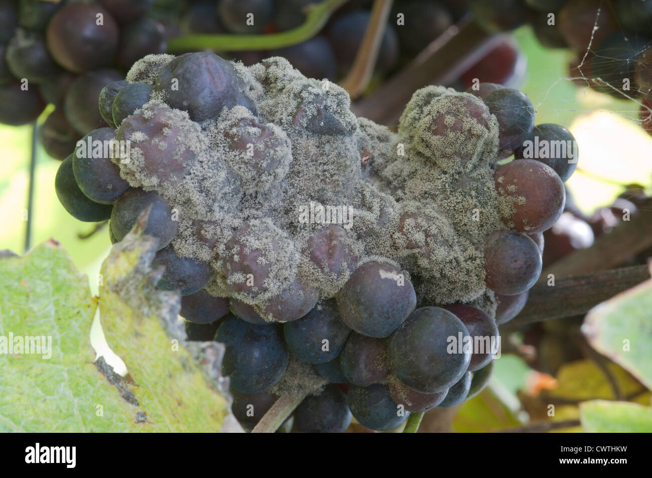 Botrytis Cinerea Botrytis Cinerea High Resolution Stock Photography and ...