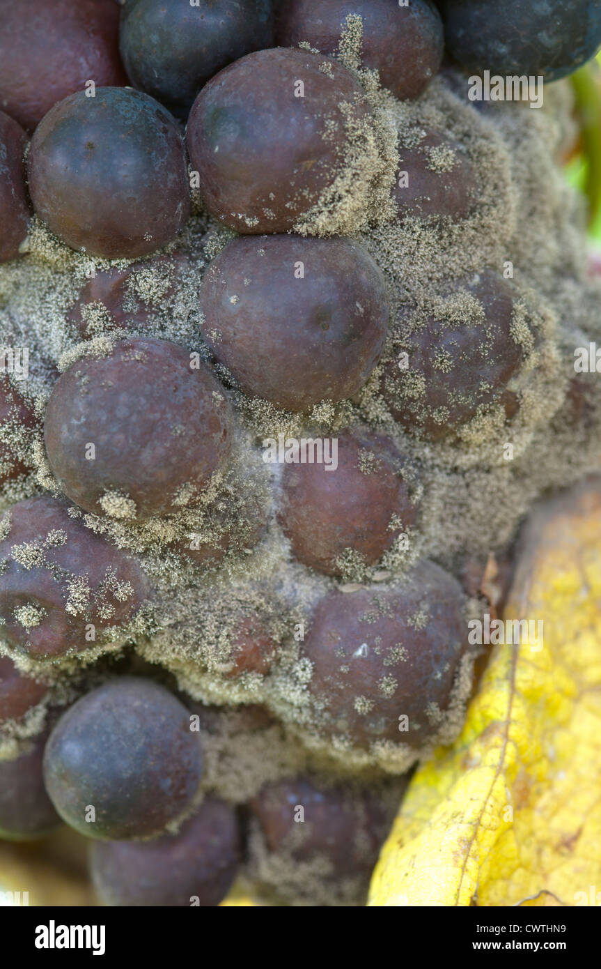 Botrytis Cinerea Botrytis Cinerea High Resolution Stock Photography and ...