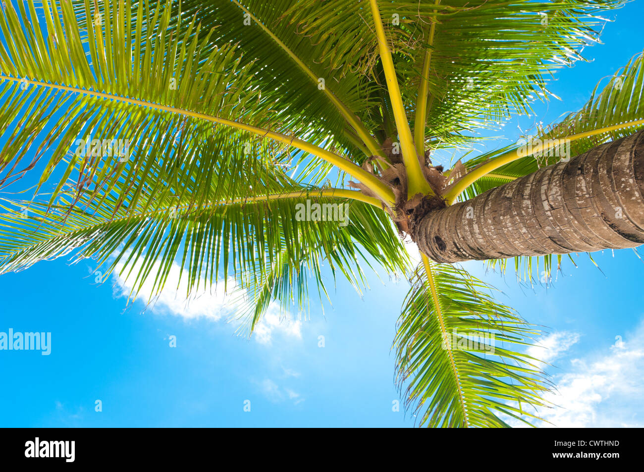 Blue pacific tree hi-res stock photography and images - Alamy