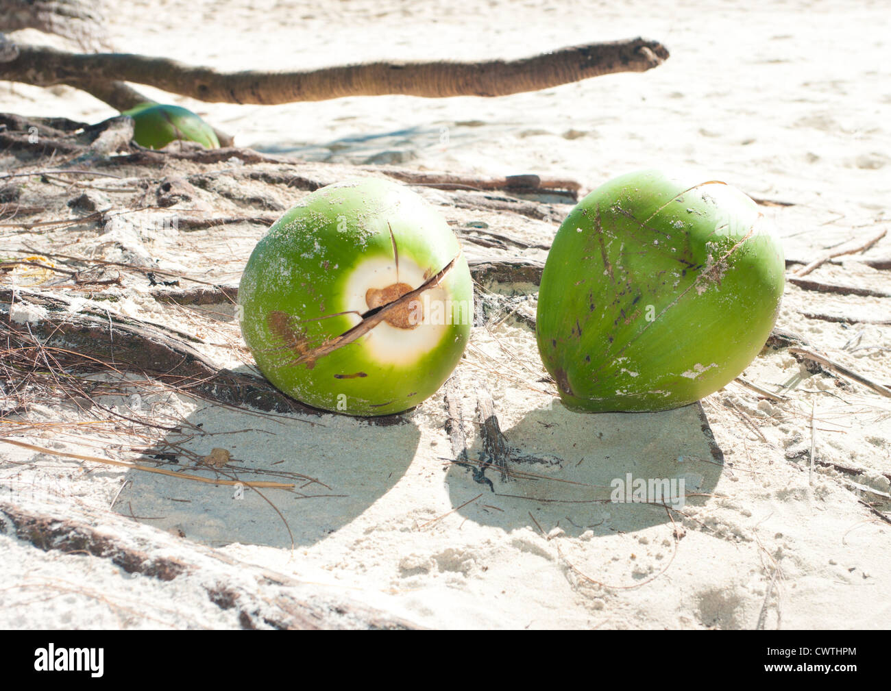some coconuts on a tropical beach Stock Photo - Alamy
