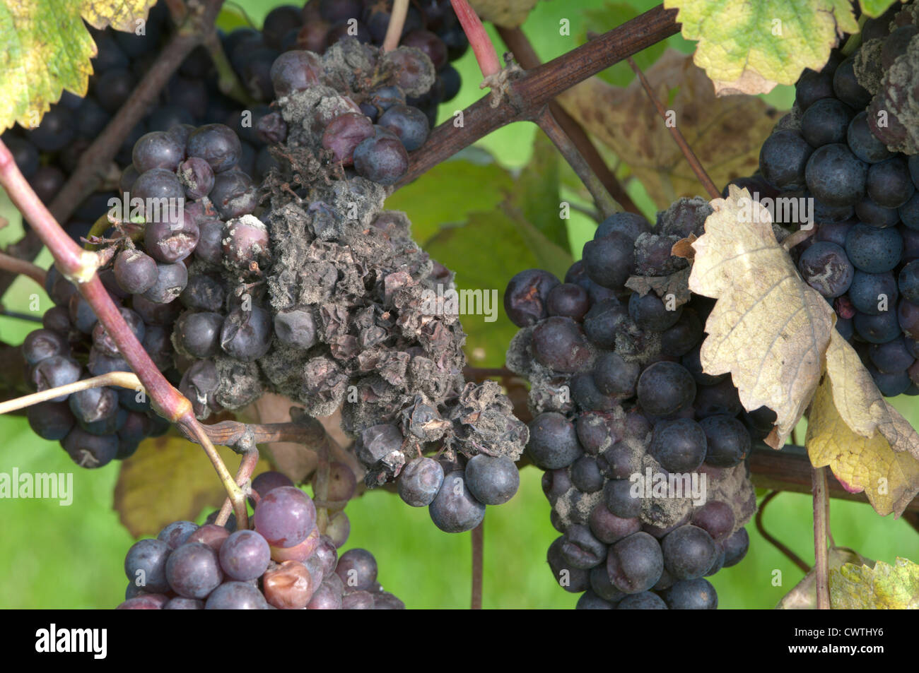 grapes botrytis (Botrytis cinerea) on grapes after wet autumn West ...