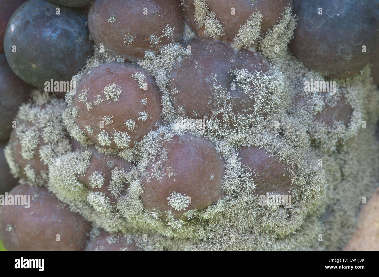 grapes botrytis (Botrytis cinerea) on grapes after wet autumn West ...
