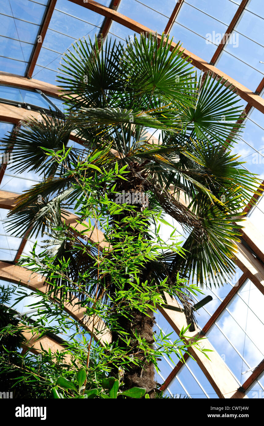 Sheffield winter gardens hi-res stock photography and images - Alamy