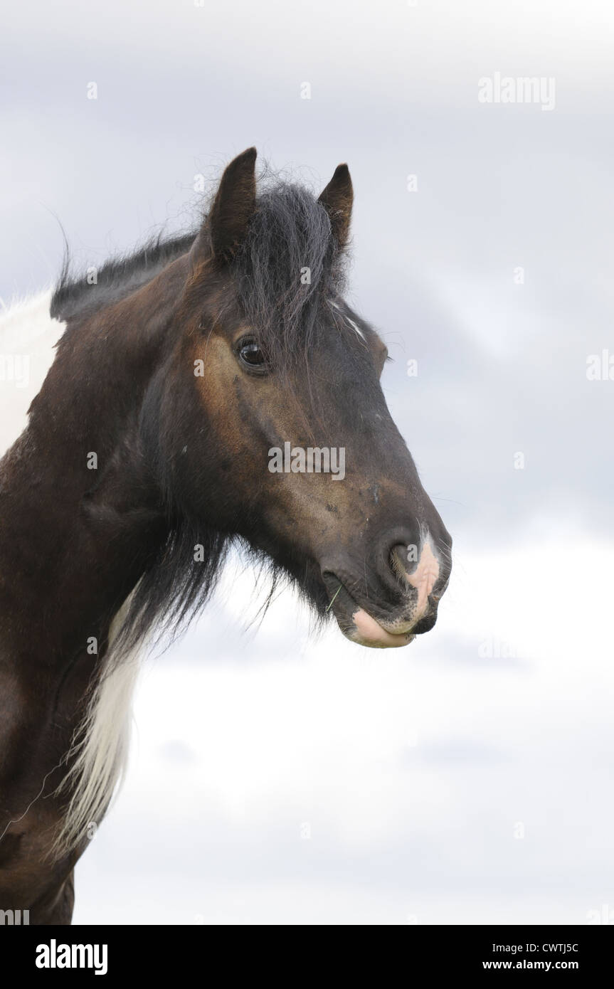 Irish Tinker Portrait Stock Photo - Alamy