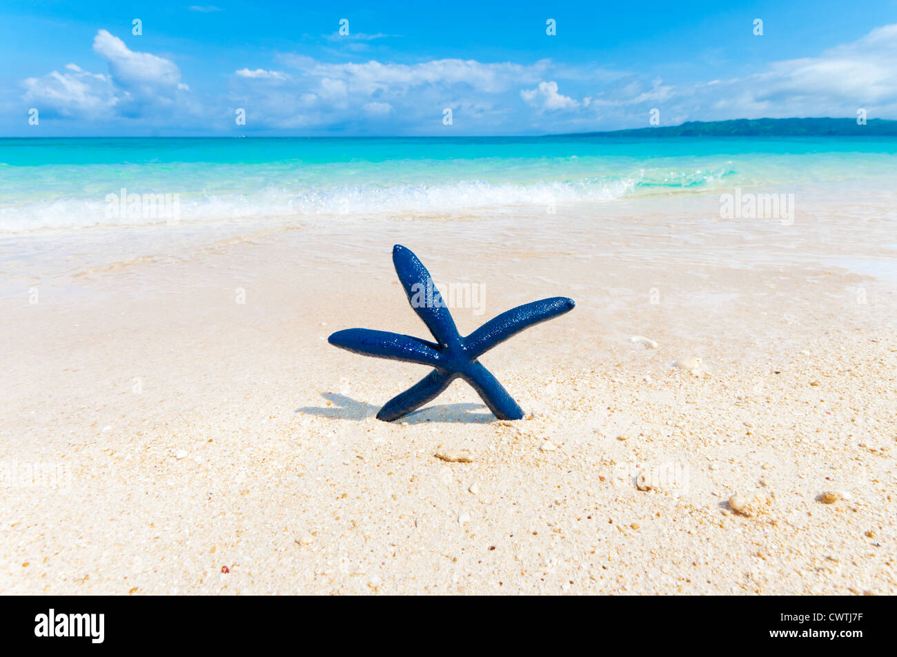 blue shell fish standing in the sand on a tropical beach Stock Photo ...