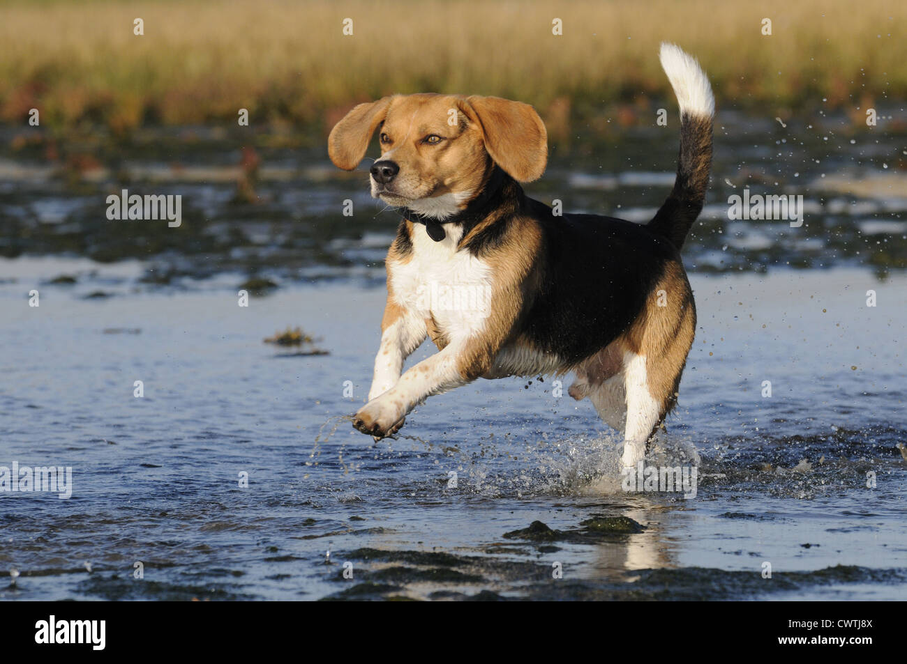 Beagle running side view hi-res stock photography and images - Alamy
