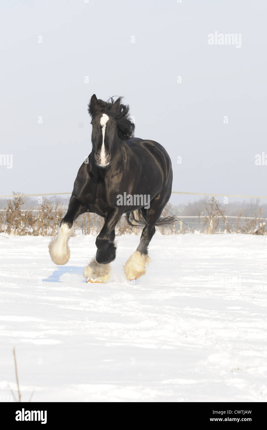 Shire horse trotting hi-res stock photography and images - Alamy
