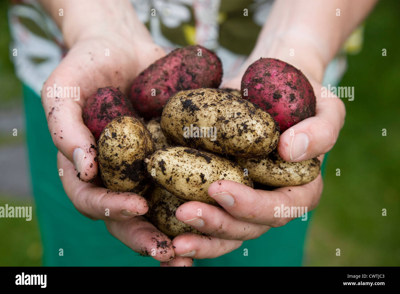 freshly dug potatoes Stock Photo - Alamy