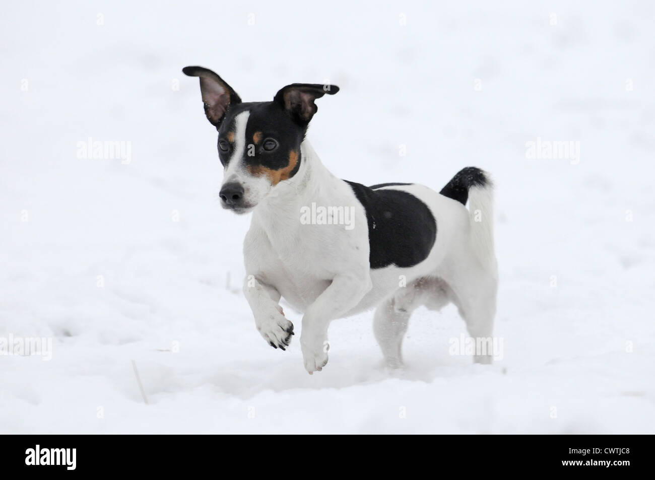 running Jack Russell Terrier Stock Photo - Alamy