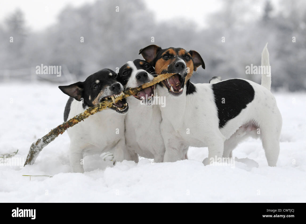 playing Jack Russell Terrier Stock Photo - Alamy