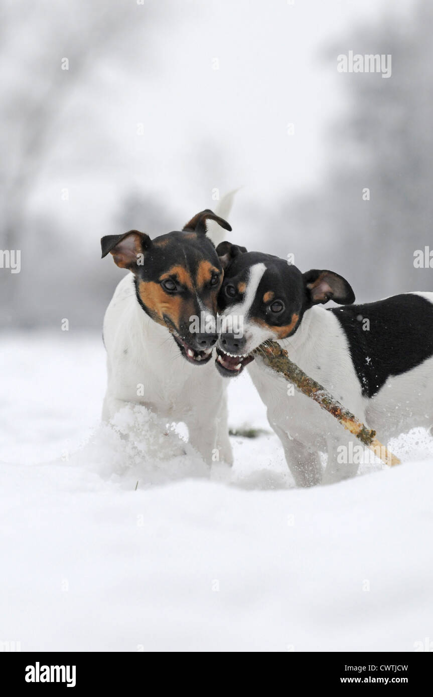 playing Jack Russell Terrier Stock Photo - Alamy