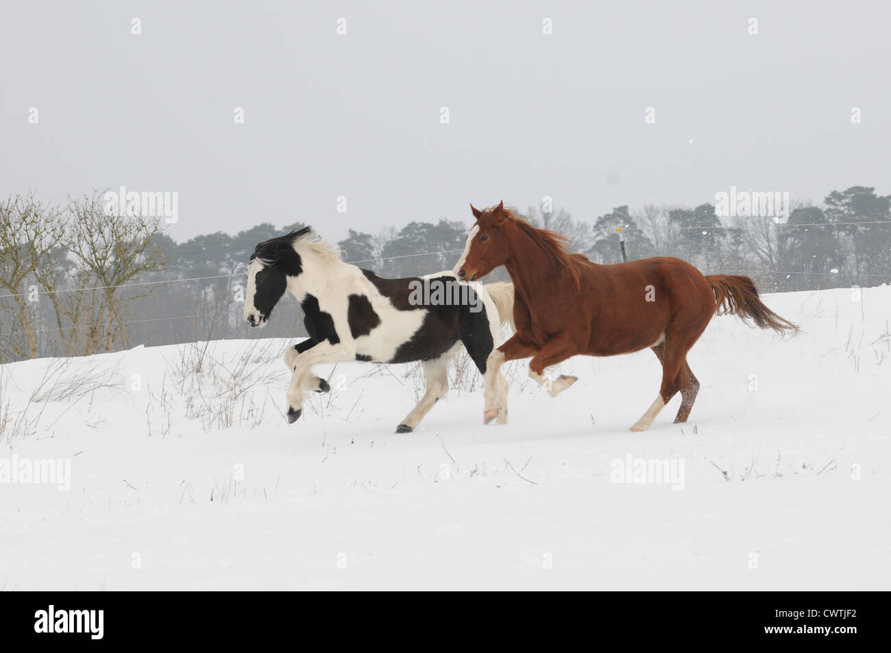 2 galloping horses Stock Photo - Alamy