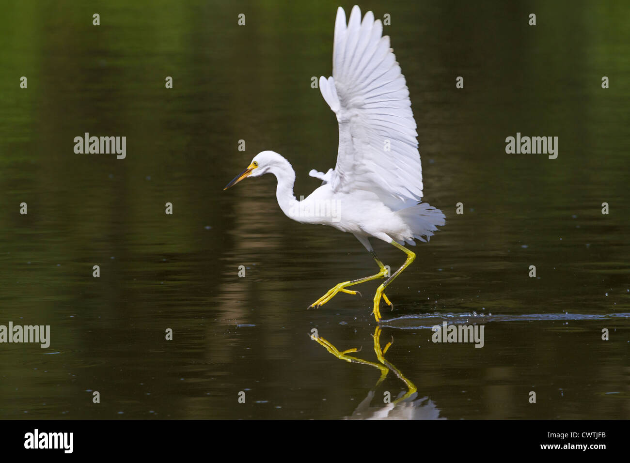Egret dance hi-res stock photography and images - Alamy