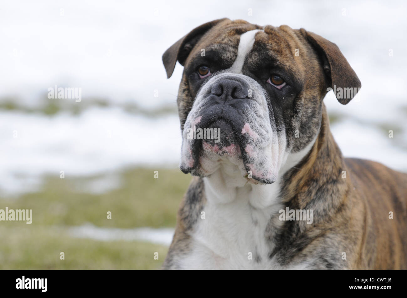 Olde English Bulldog Portrait Stock Photo - Alamy