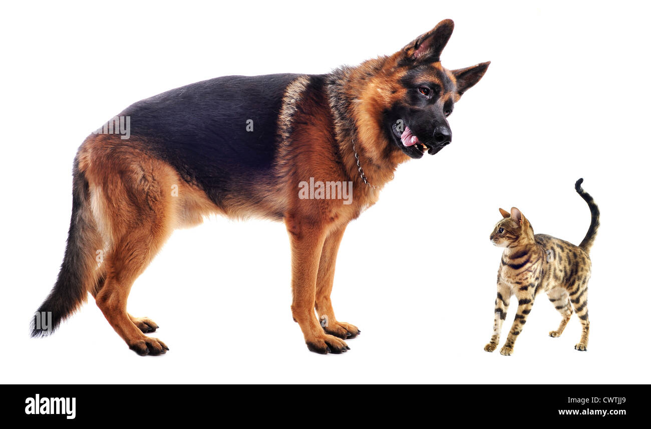 purebred german shepherd and bengal kitten on a white background Stock ...